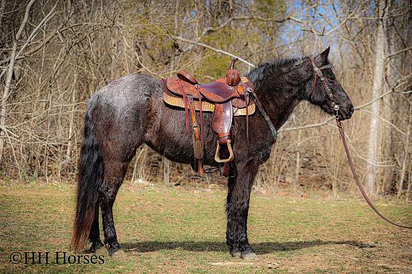 Unique and Rare True Blue Roan Mare, Naturally Gaited, Smooth