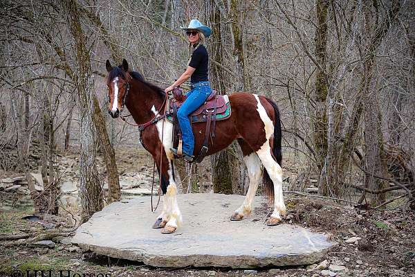 Flashy Gypsy Vanner Paint Crossbred Gelding, Rides and Drives, Well Trained