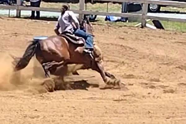 All-Around Mare for Absolutely Anyone!