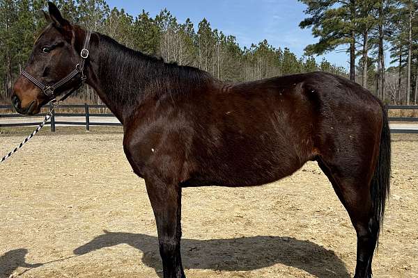 Black QH Cross