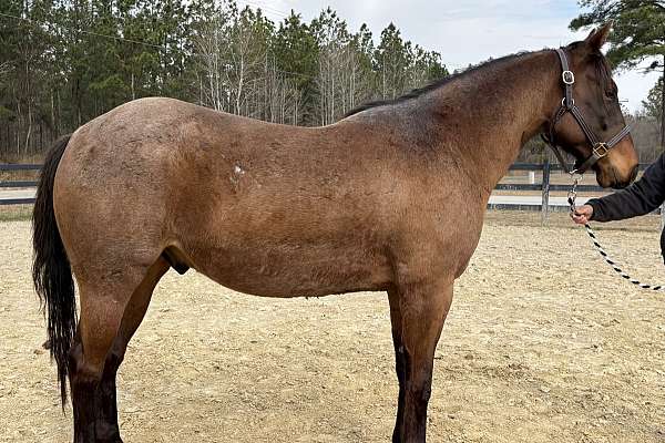 Bay Roan Gelding