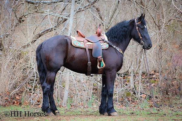 Real Smooth, Well Trained, Suave Black Friesian Percheron Crossbred Mare