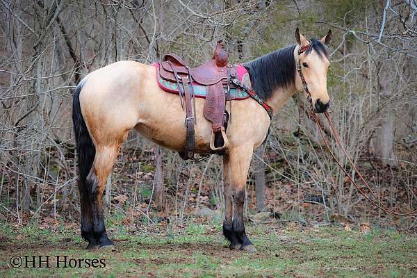 Big Pretty Buckskin Crossbred Mare, Super Trail Riding Horse, Gentle