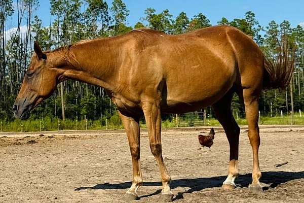 2007 AQHA Mare (Possibly Bred for a 2026 Foal)