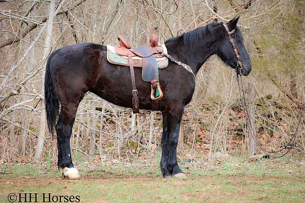 Big Stout Black Percheron Standardbred Crossbred Mare, Ride and Drive