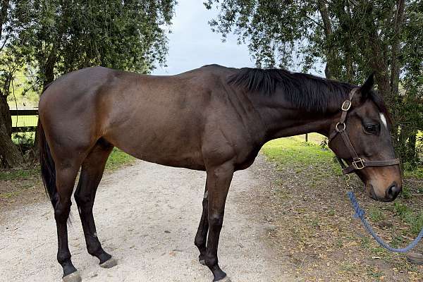Super Sweet Gelding OTTB