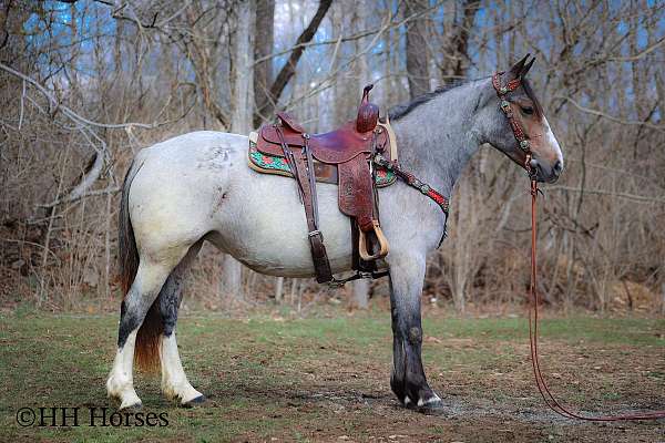 Gorgeous Bay Roan Gypsy Vanner Quarter Horse Crossbred Mare, Ride Drive