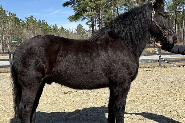 Gentle Percheron Gelding