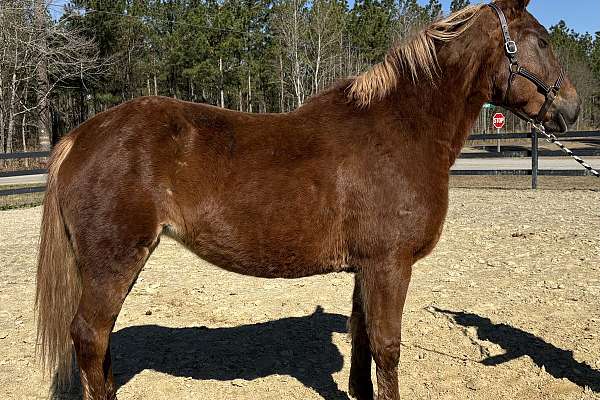 Belgian Morgan Mare