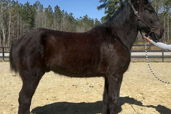 Bombproof Percheron Gelding