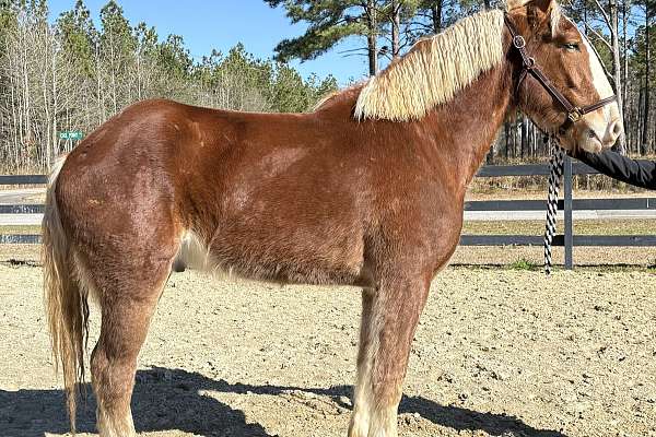 Pretty Belgian Gelding