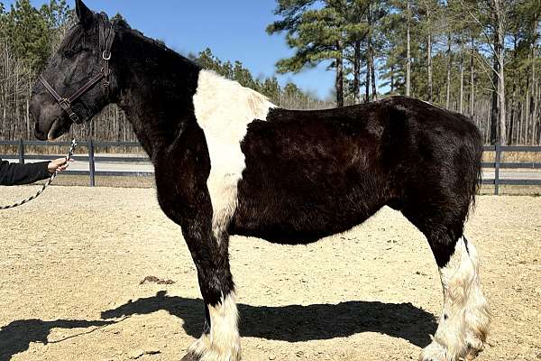 Spotted Draft Gelding