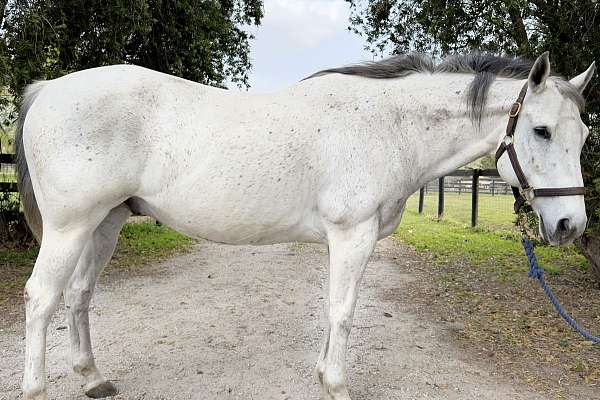 Quarter Horse Gelding