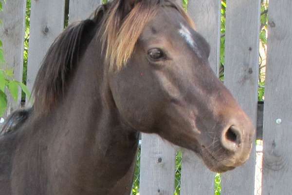 Welsh/Morgan Large Pony Gelding