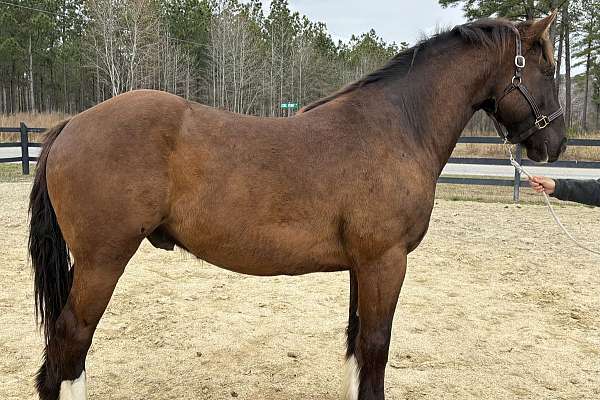 SHIRE QH Cross