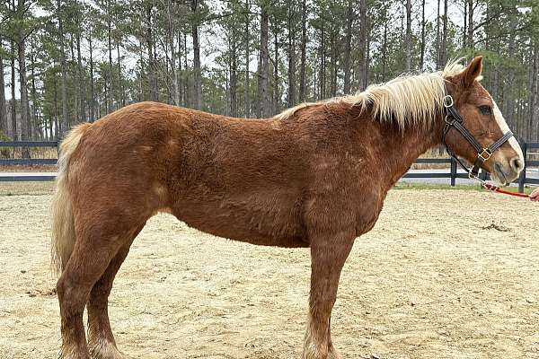 Bombproof Haflinger Mare