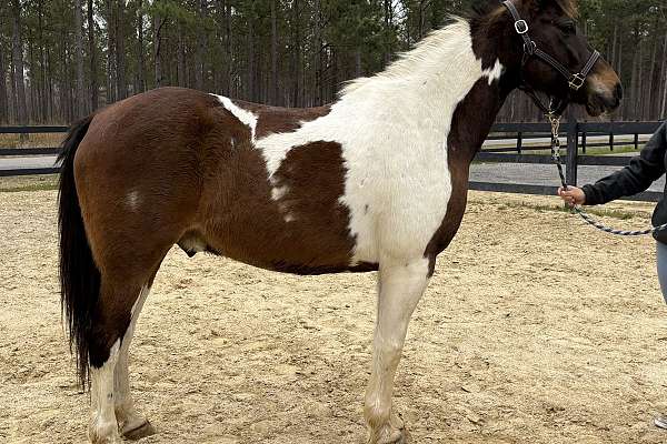 Pretty Paint Gelding