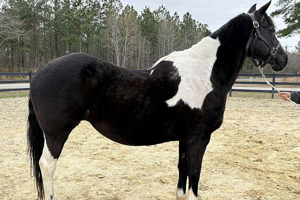 Beginner Safe Mare