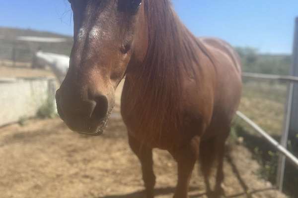 Laney - Beginner Safe