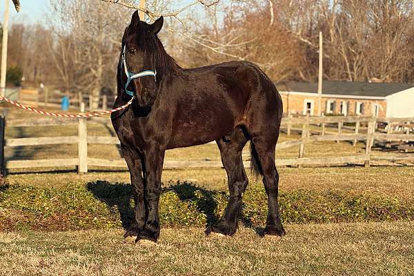 Gorgeous Beginner Safe Percheron Gelding