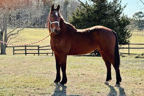 Beautiful Morgan Gelding