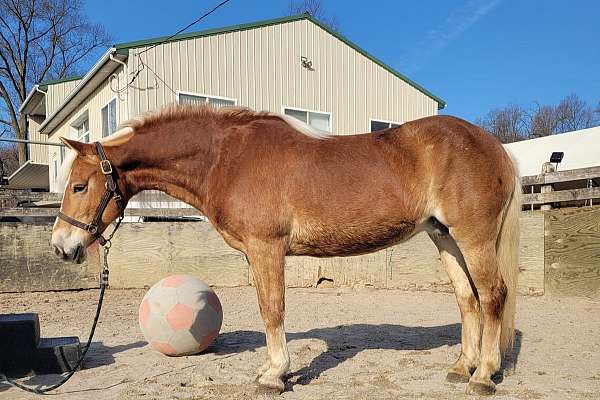 Sweet, Safe Registered Mare