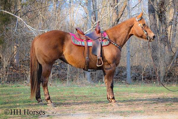 Stout Made AQHA Sorrel Mare, Gentle Trail Horse, Well Bred, Muscular