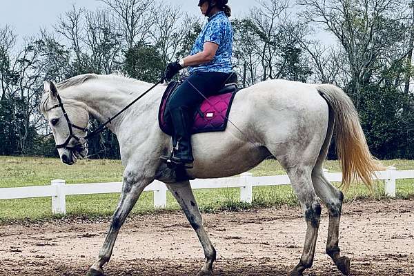 Gorgeous 16.2 Grey OTTB Ready for the Spotlight!