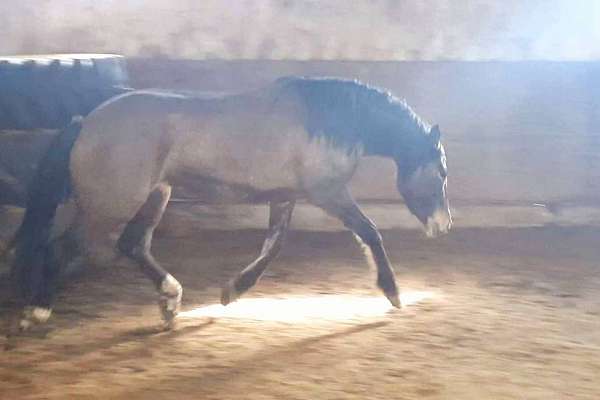 Sensational Mare. Coming 4 yo BLM Mare. Gorgeous Mover and Super Gentle
