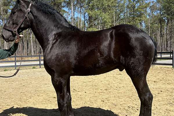 Beautiful Percheron Gelding