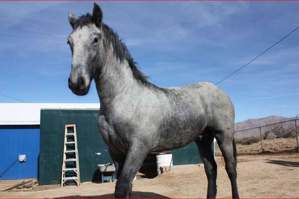 Enoch..Knabstrupper Leopard Appaloosa .Friesian Sport Horse Colt