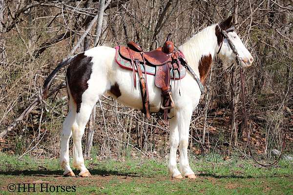 Cute, Fun, Affordable, and Family Friendly Bay and White Paint Mare, Gentle