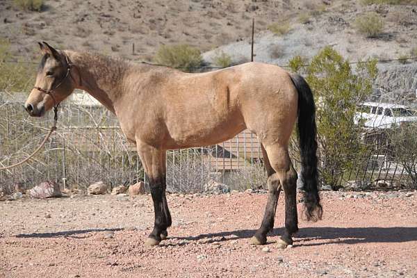Buckskin Quarab Handy and Trail Safe