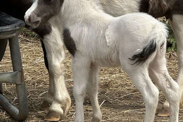 Black Pinto Miniature Colt