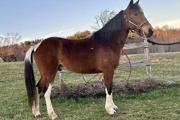 Bay & White Racking Pony Gelding
