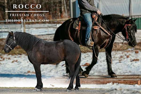 Trail English Pleasure Western Dressage Molly Mule