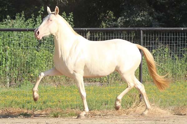 ANCCE Revised Perlino PRE Mare in Foal