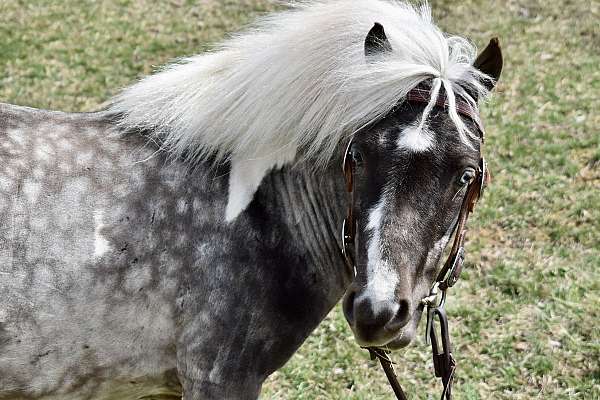 Flashy, Smart and Trained Silver Dapple Mini Gelding