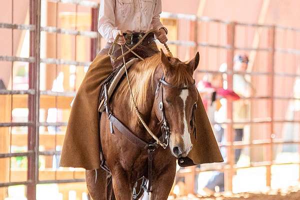 Once an a Lifetime Gelding Out of Smart Like Juice