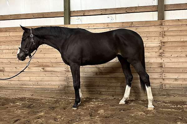 Gorgeous 4 Yr Old Mare Ready to Head in Any Direction.