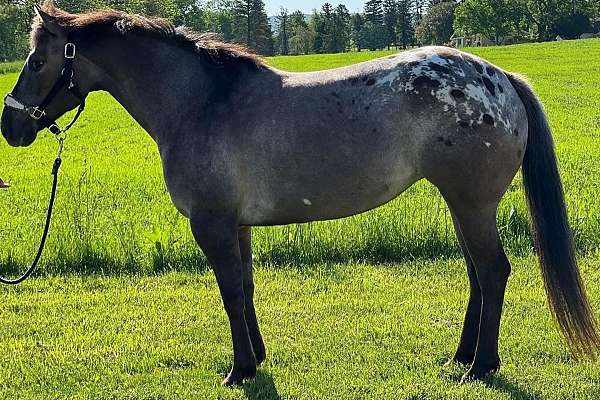 Fancy and Gorgeous Mare