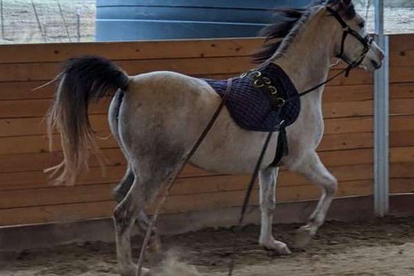 Karli - Filly/Gray/Arabian/Young