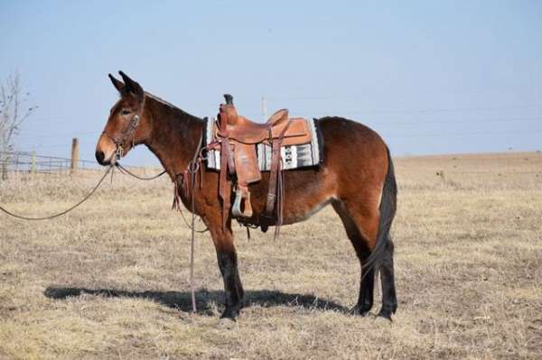 Chloe- Surefooted Molly Mule!