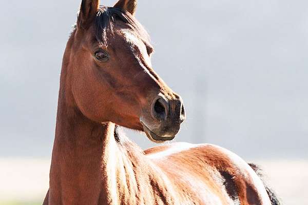 Sporty Large Pony Mare