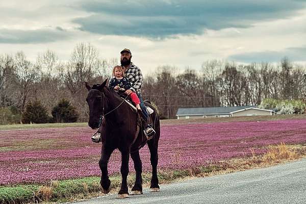 Beginner Safe Percheron Mare