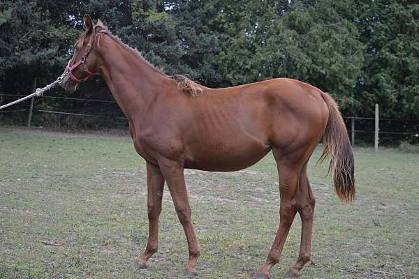 Nice Tall Filly That Would Make a Great Sport Horse