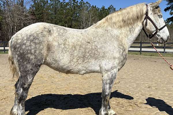 Registered Percheron Mare