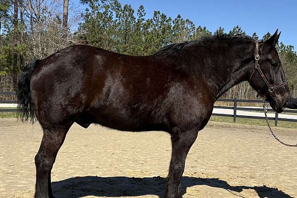 Big Percheron Gelding