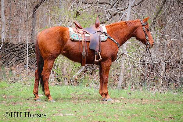 Well Broke, Well Trained, Well Bred AQHA Sorrel Mare, Ranch, Rope, Trail