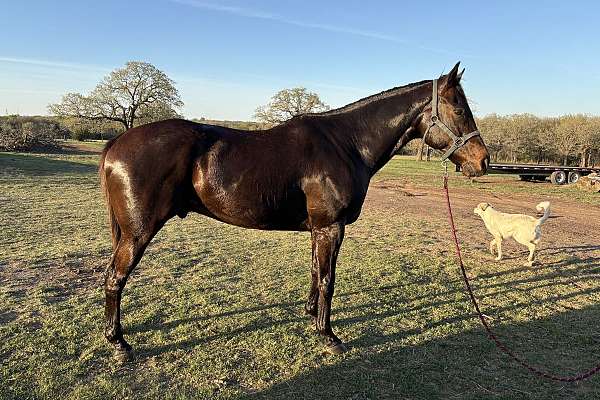 Bay Thoroughbred Gelding
